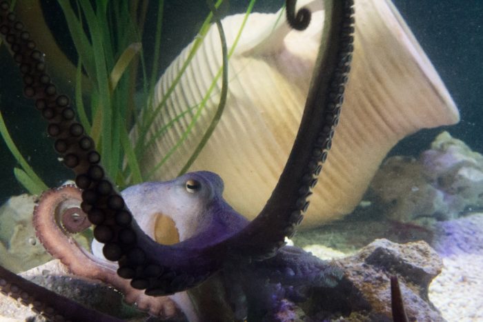 Otto the Octopus is an intelligent invertebrate who confounded humans